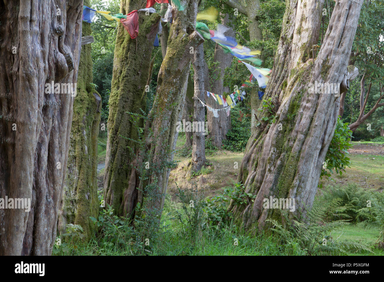 Tibetan Prayer flags tied to threatened trees at Kilmaccurragh Botanic ...