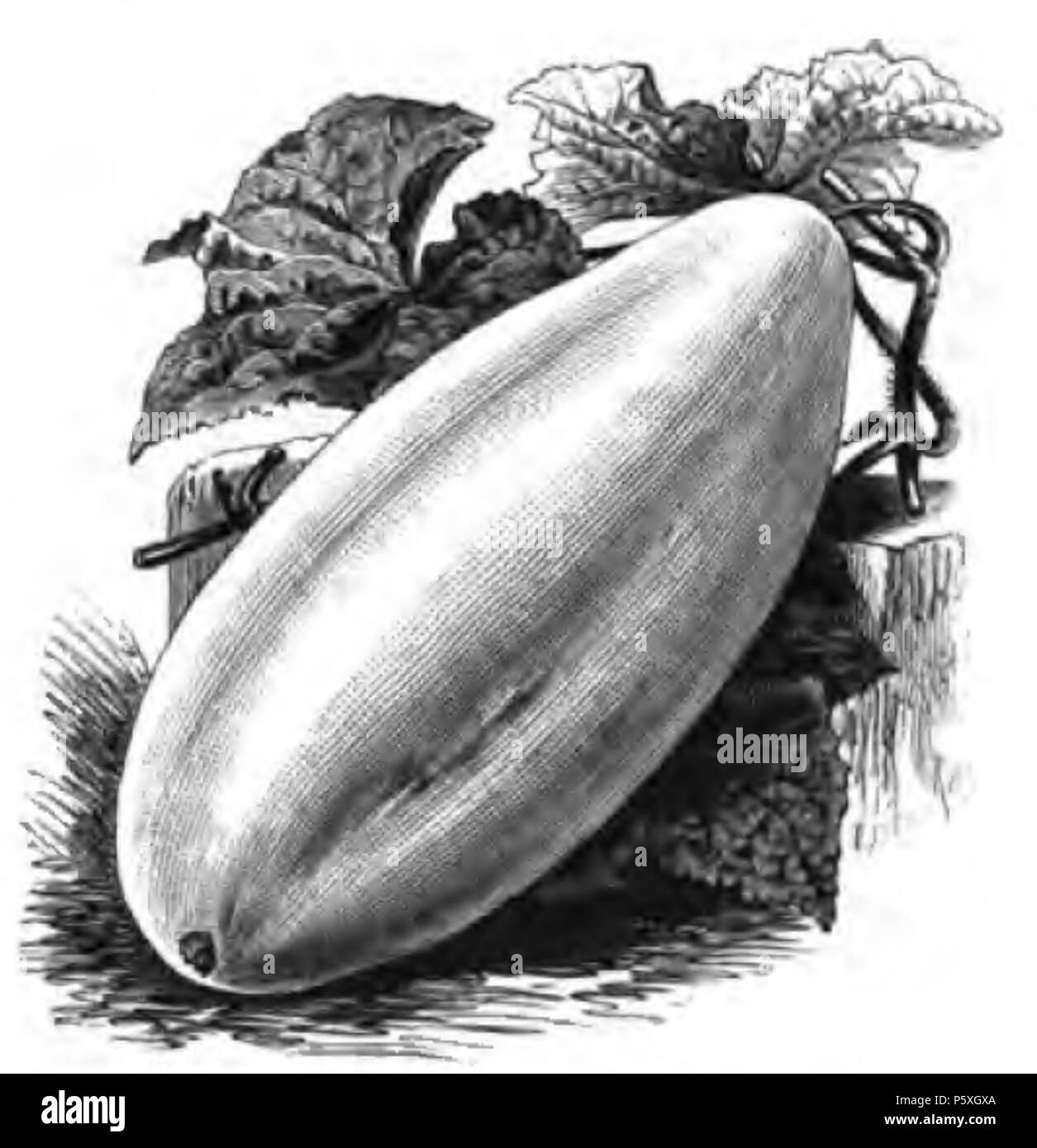 Tres gros Cut Out Stock Images & Pictures - Alamy