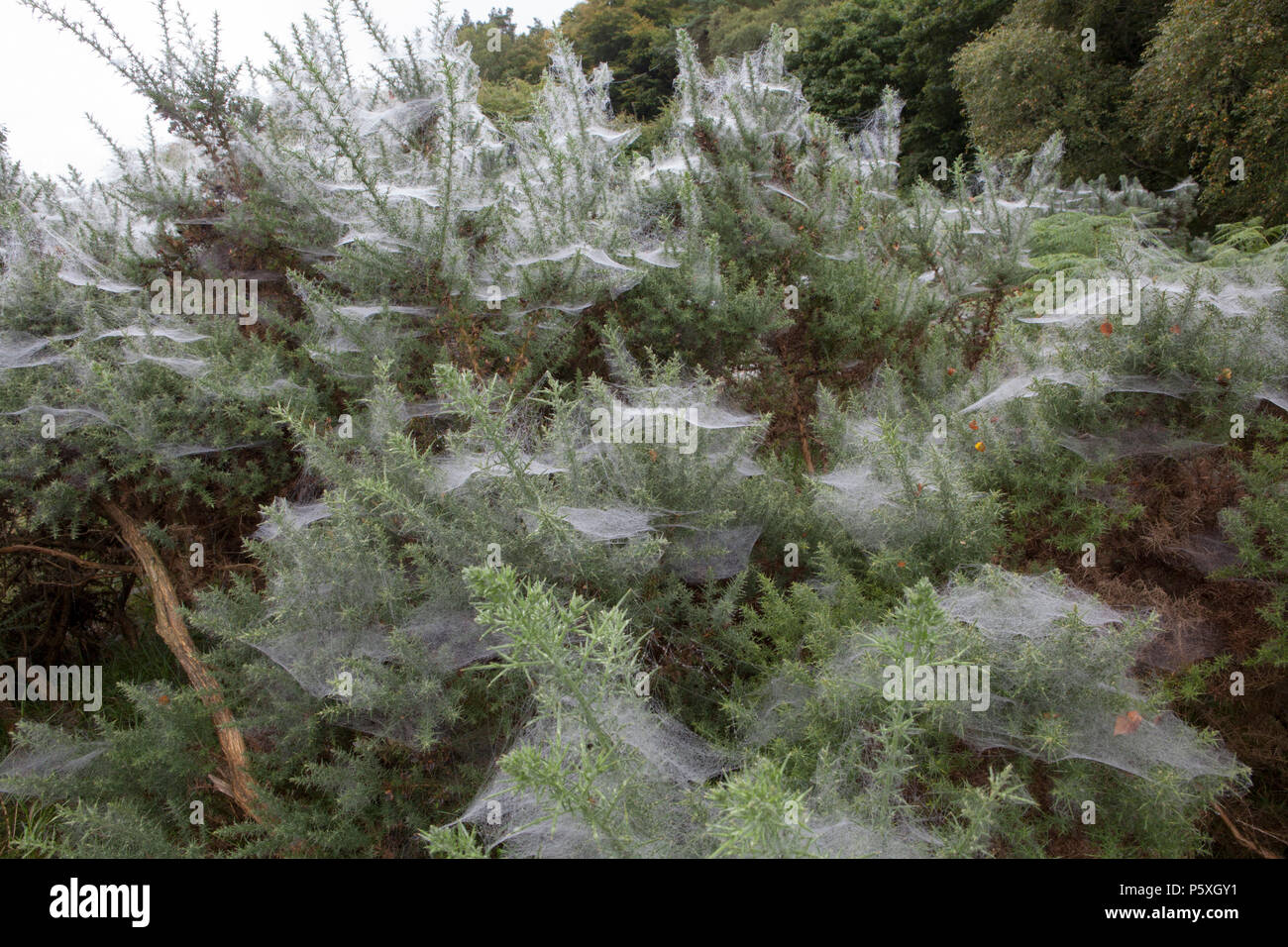 Spiders in ireland hi-res stock photography and images - Alamy