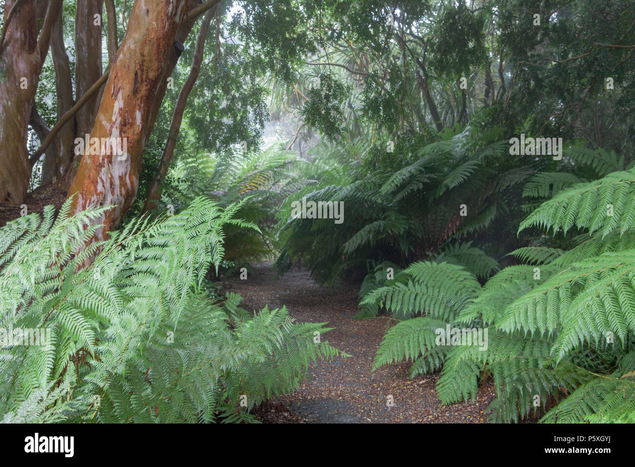 One of the many walks through the National Botanic Gardens at ...