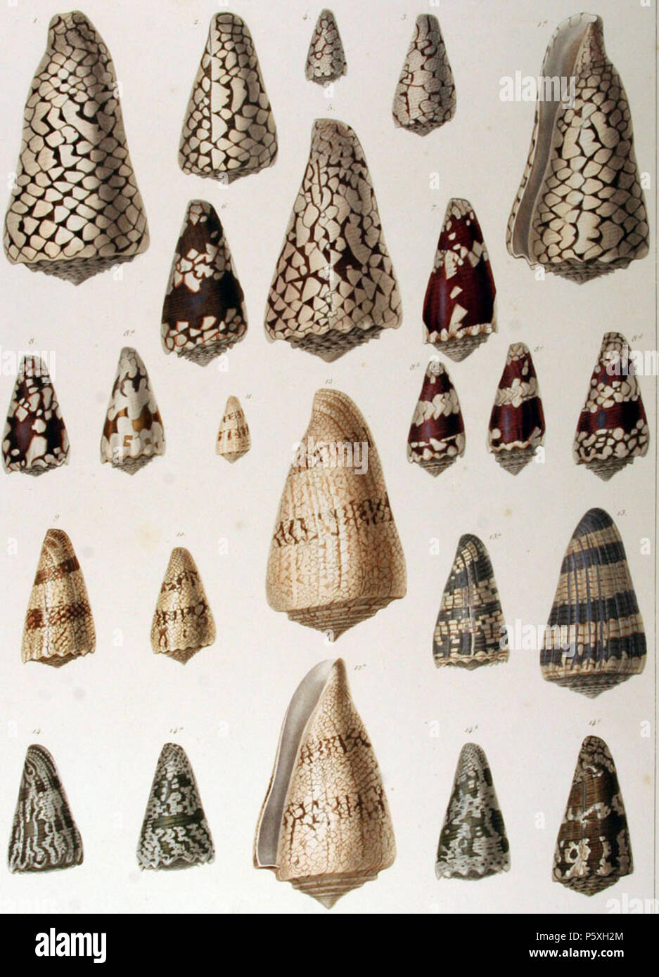 Shells drawing hi-res stock photography and images - Alamy