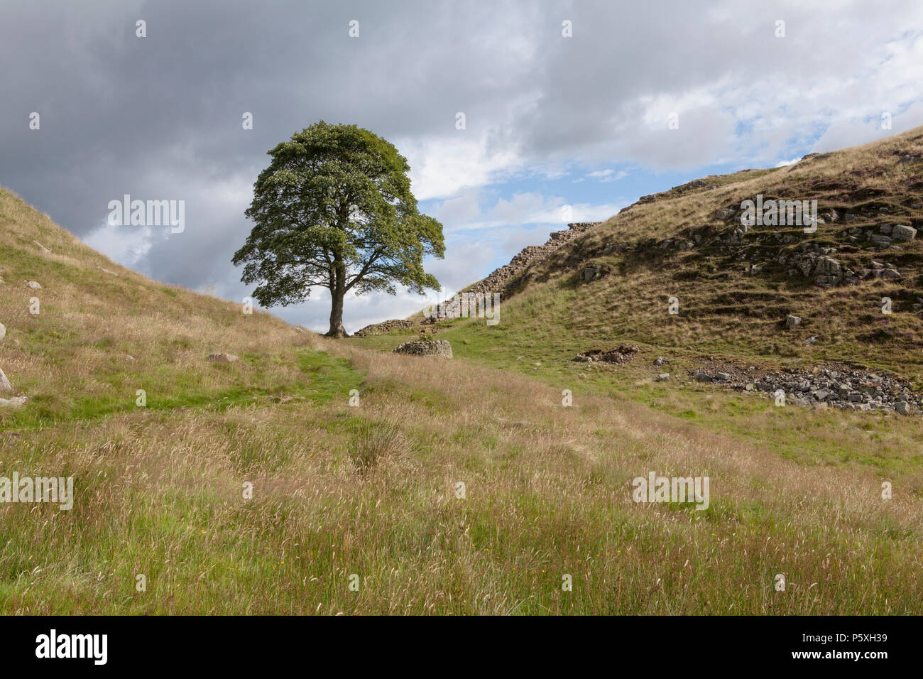 Sycamore Gap, iconic lone tree on Hadrian's Wall path. Northumberland ...
