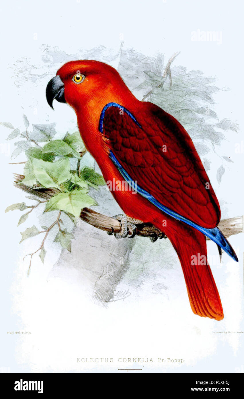 Joseph wolf hi-res stock photography and images - Alamy