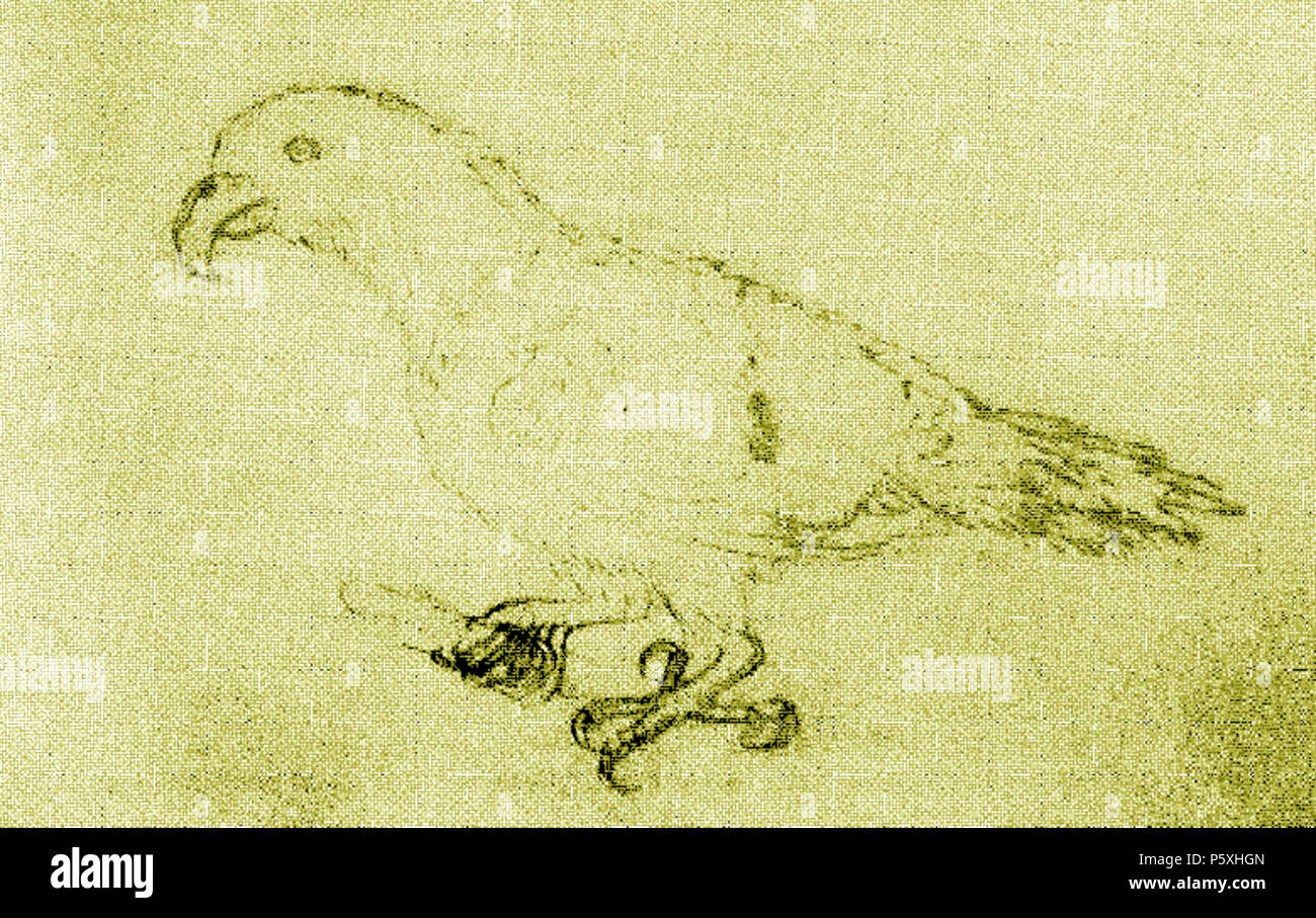 Eclectus hi-res stock photography and images - Alamy