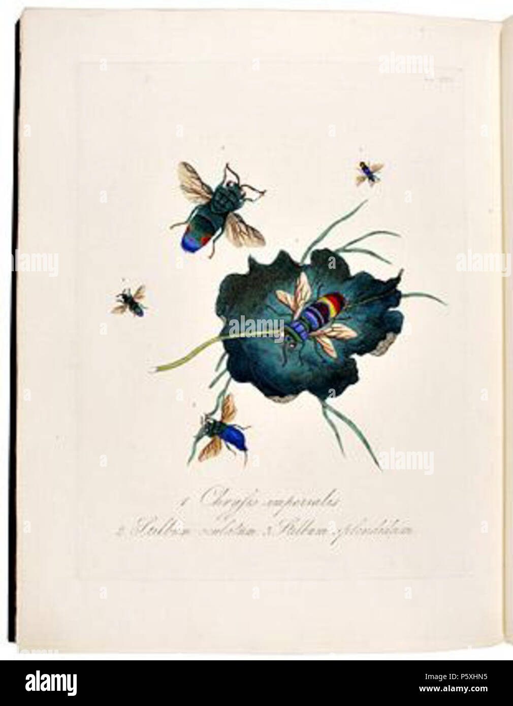 N/A. English: An Epitome of the Natural History of the Insects of China ...
