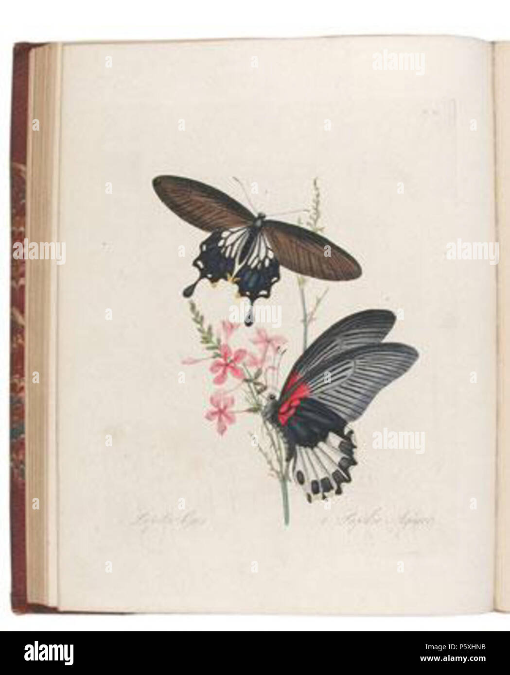 N/A. English: An Epitome of the Natural History of the Insects of China ...