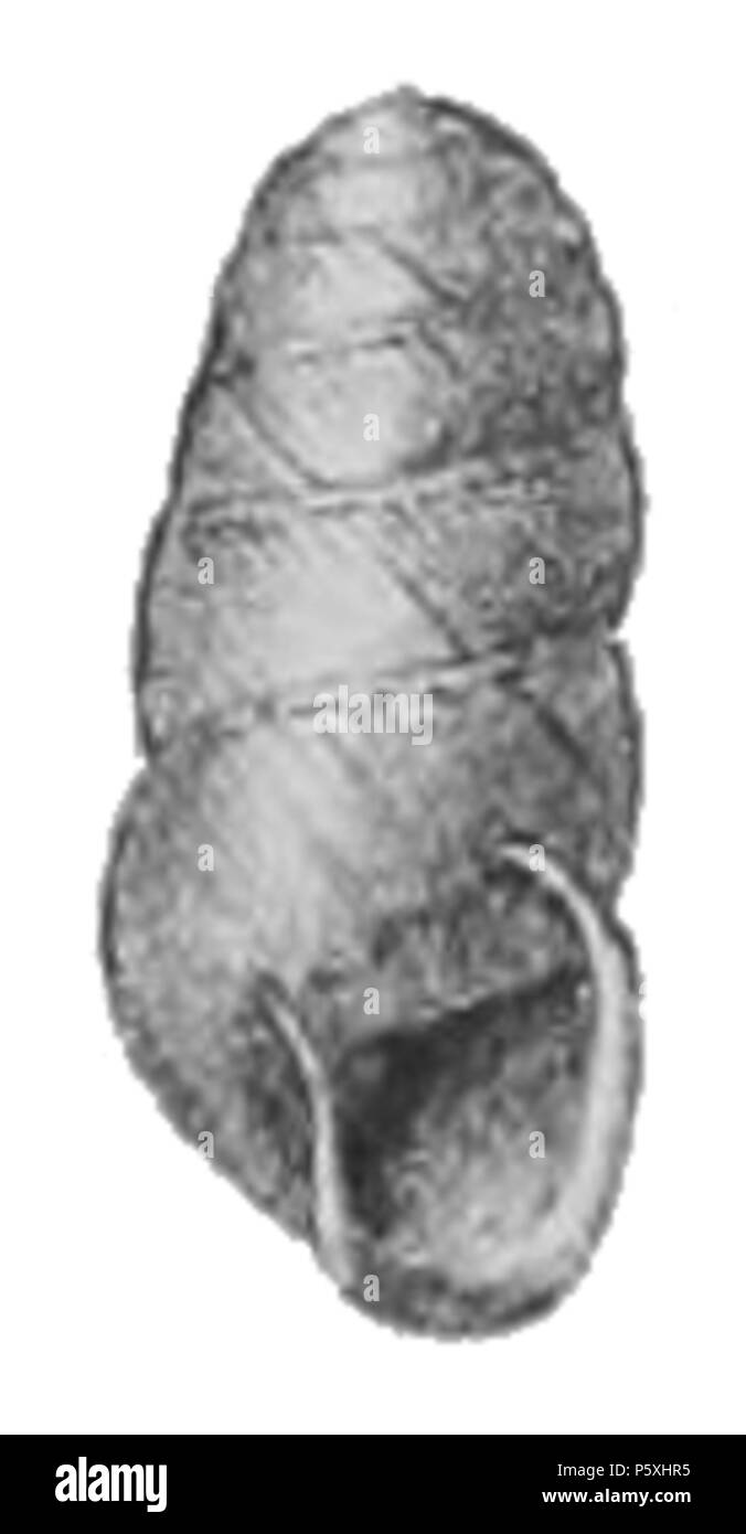 492 Edentulina moreleti shell 2 Stock Photo - Alamy