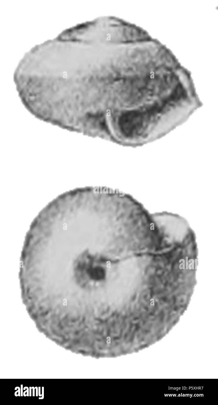 Moreleti hi-res stock photography and images - Alamy