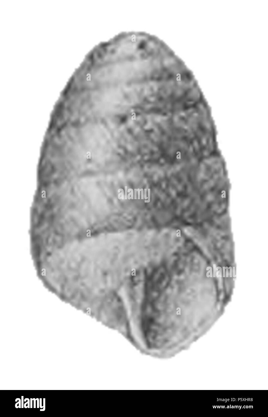 Moreleti hi-res stock photography and images - Alamy