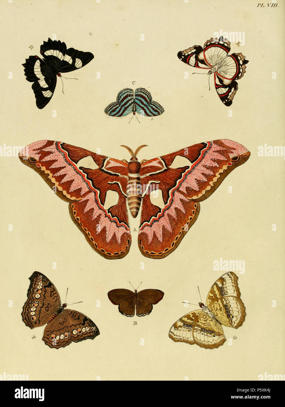 Papilio aurota hi-res stock photography and images - Alamy