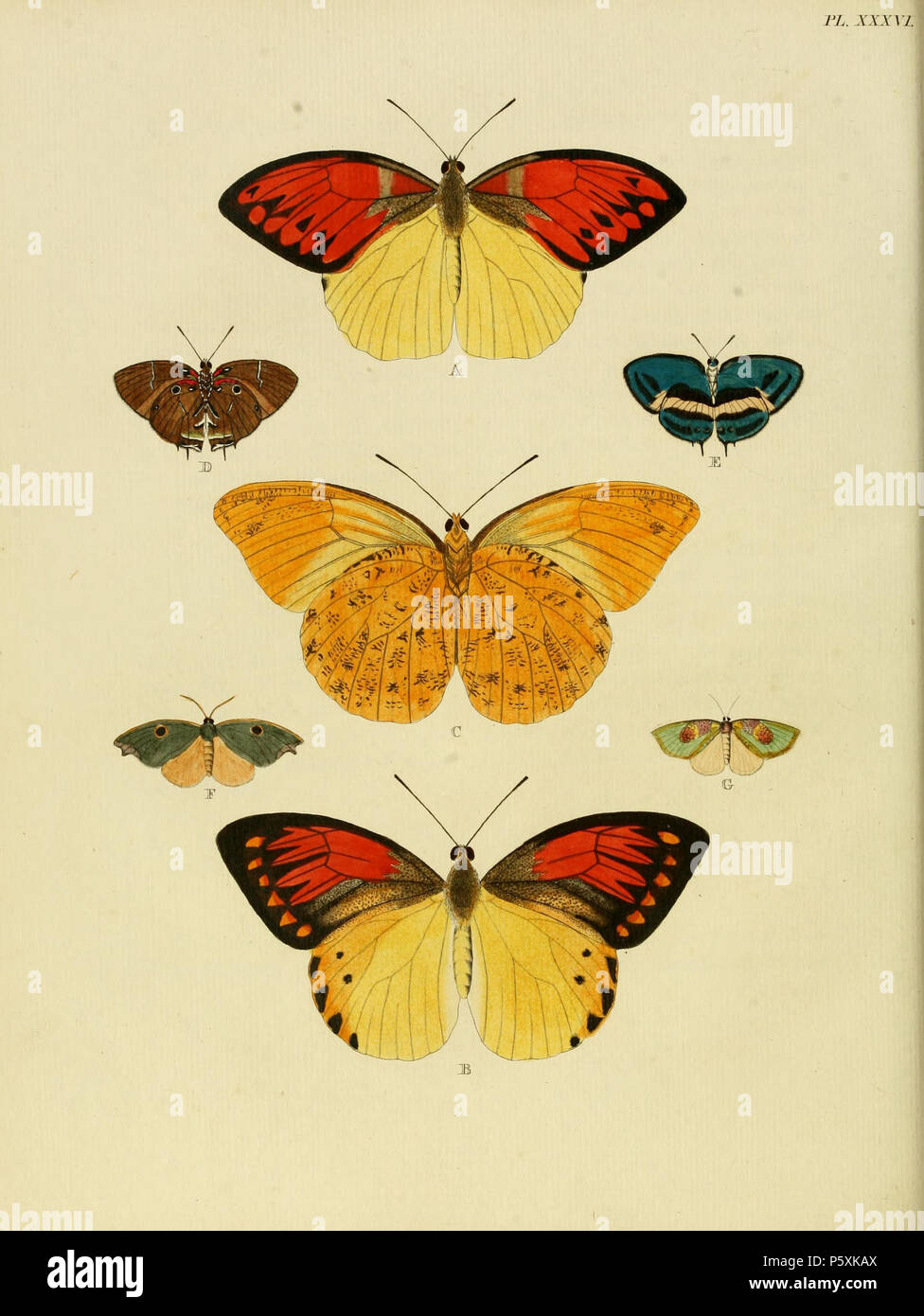 Leucippe male hi-res stock photography and images - Alamy