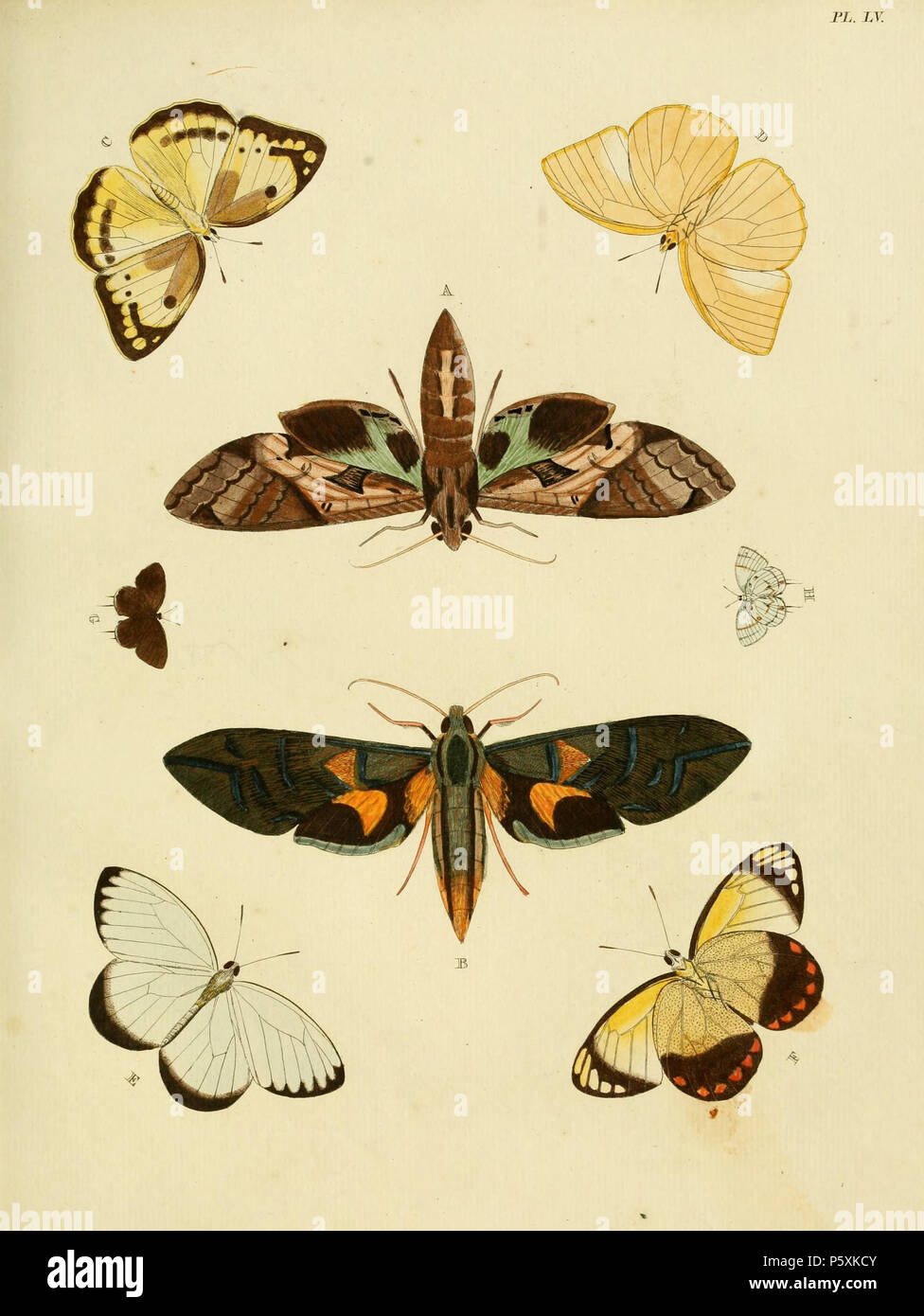 Catopsilia crocale hi-res stock photography and images - Alamy