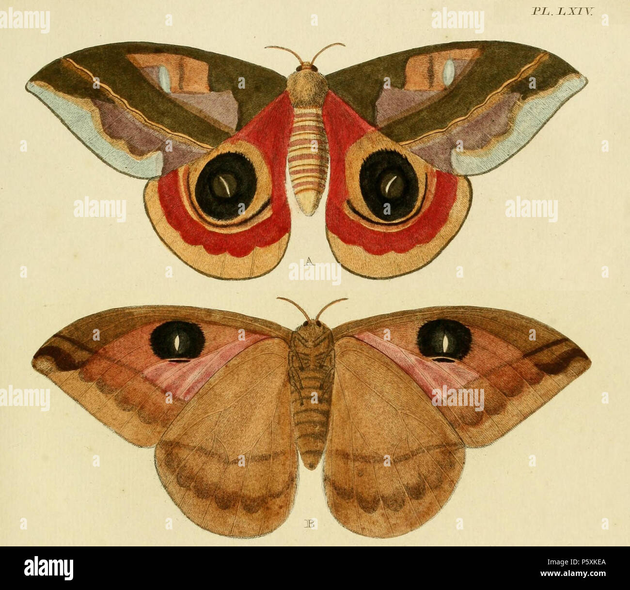 Especie de mariposa hi-res stock photography and images - Alamy