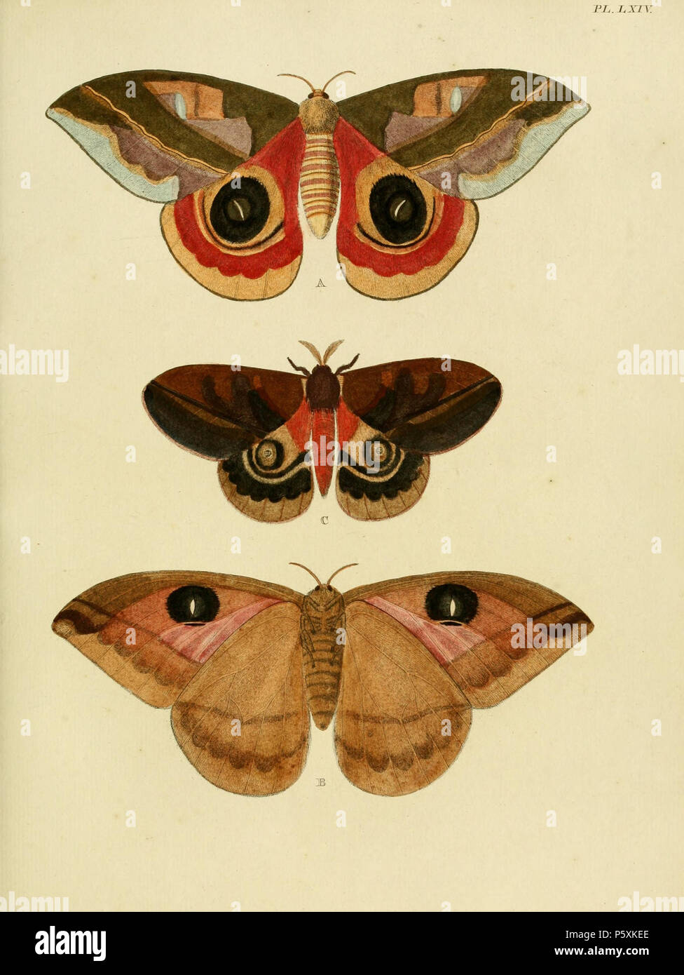 Janus moth hi-res stock photography and images - Alamy