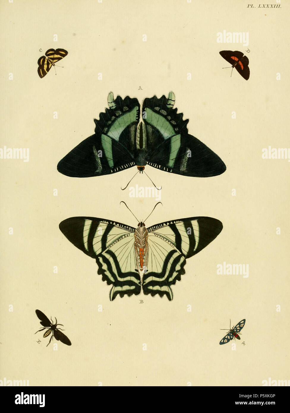 Papilio orontes hi-res stock photography and images - Alamy