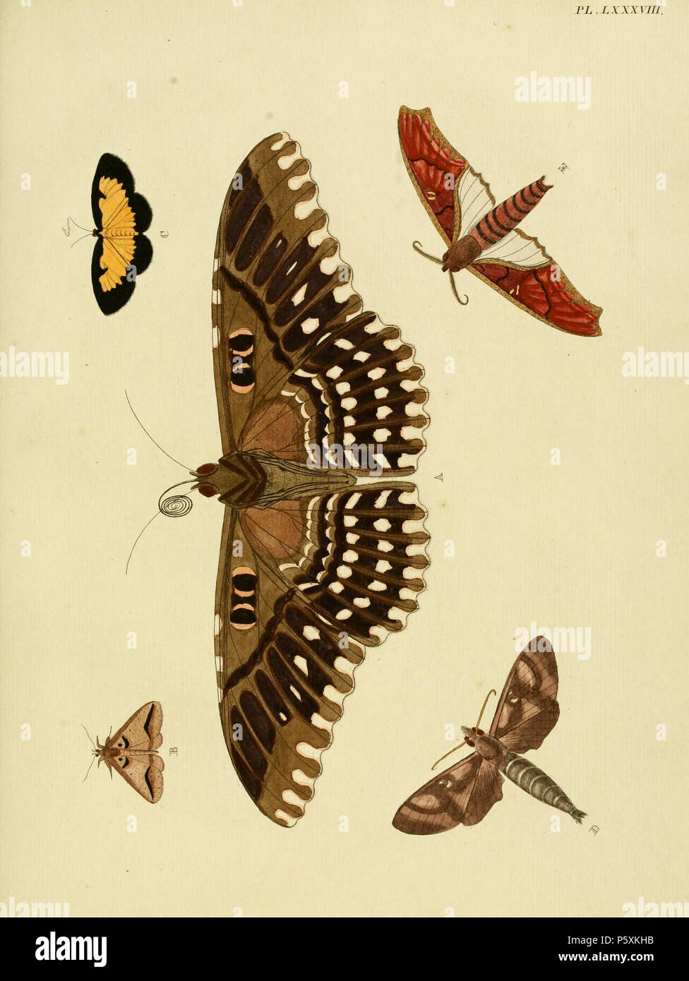 Thysania agrippina hi-res stock photography and images - Alamy