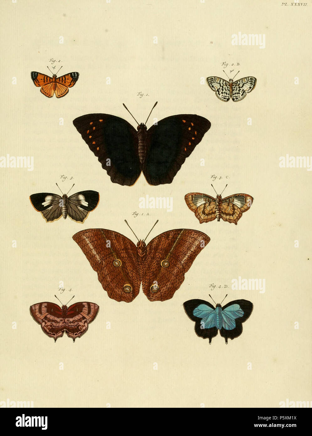 Male nymph hi-res stock photography and images - Alamy