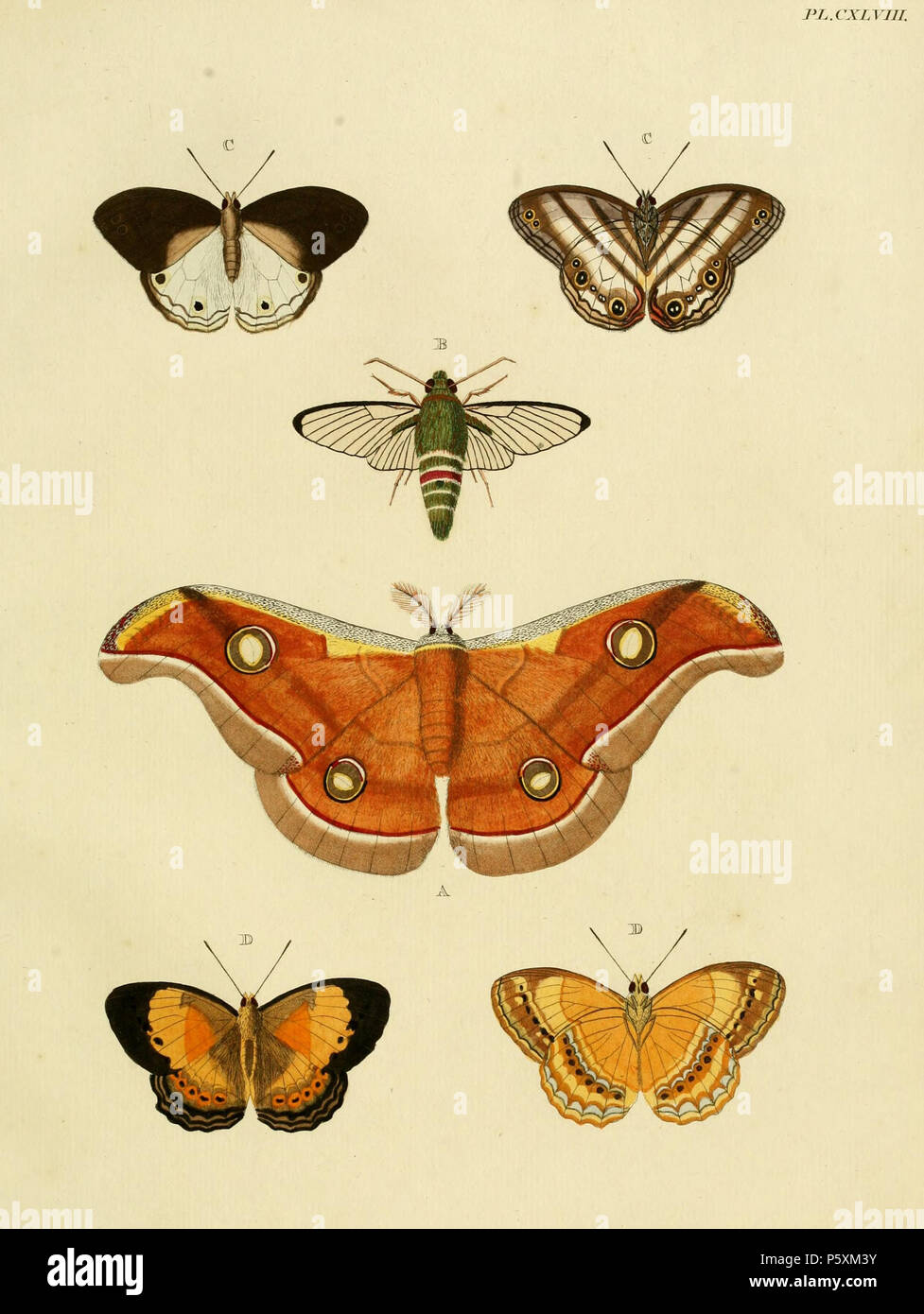N/A. Plate CXLVIII A: '(Phalaena) Paphia' ( = Antheraea paphia), see ...