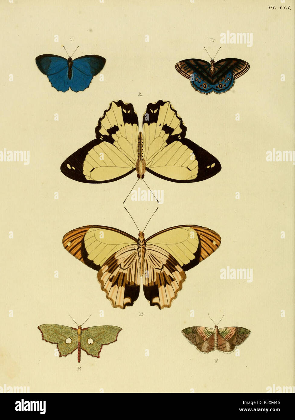 Papilio merope hi-res stock photography and images - Alamy