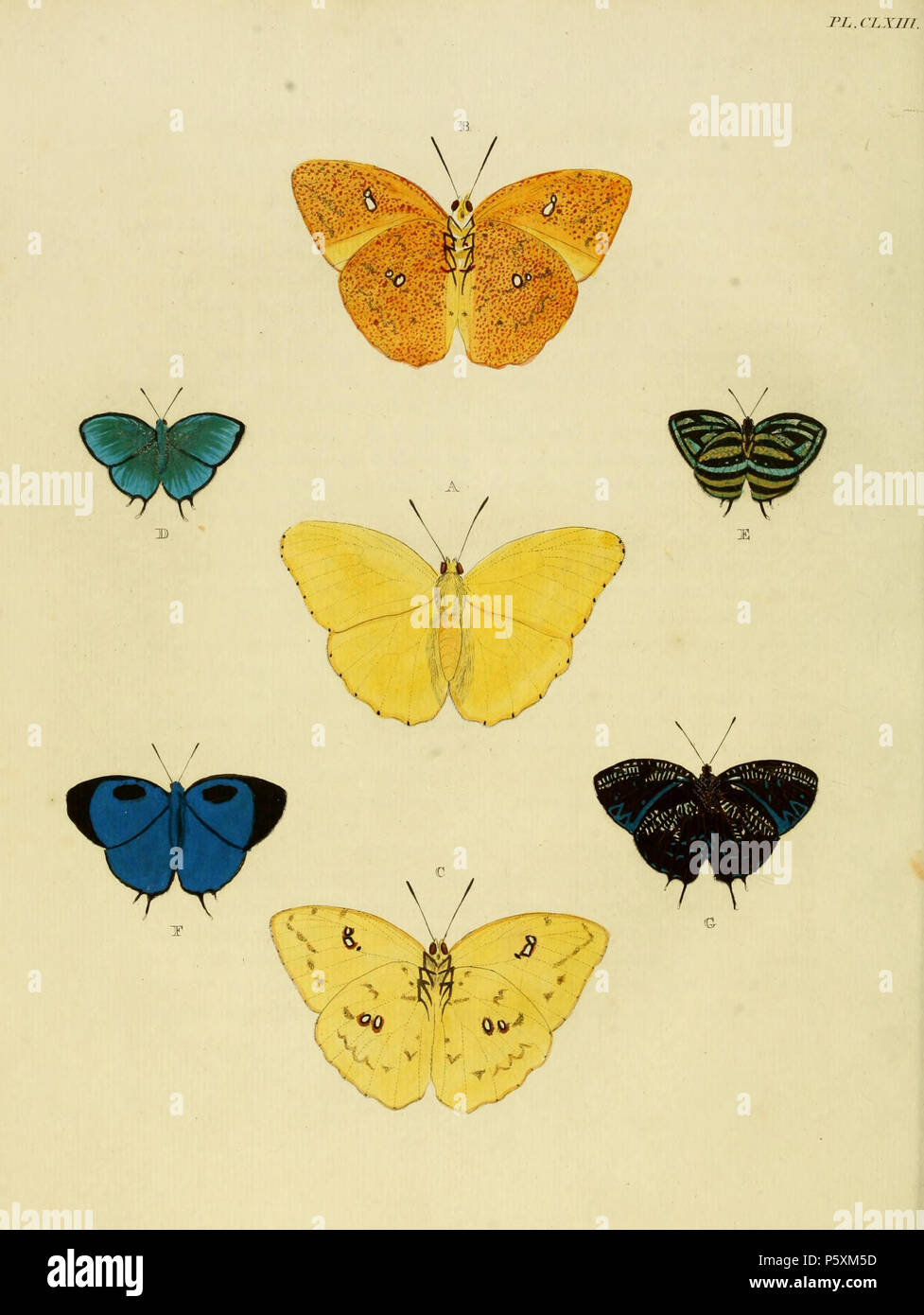 N/A. Plate CLXIII A, B (female), C (male): '(Papilio) Marcellina ...