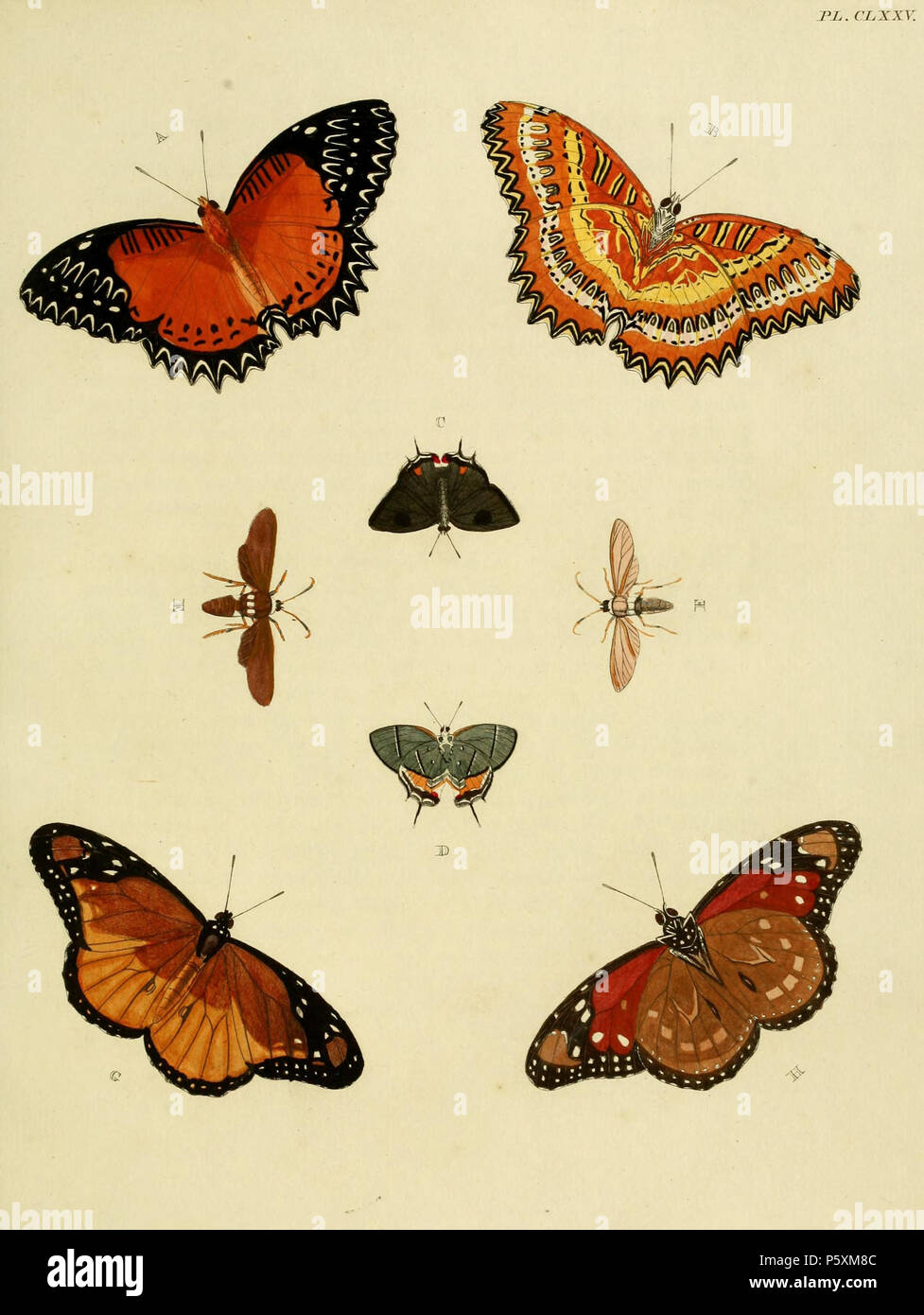 Papilio acis hi-res stock photography and images - Alamy