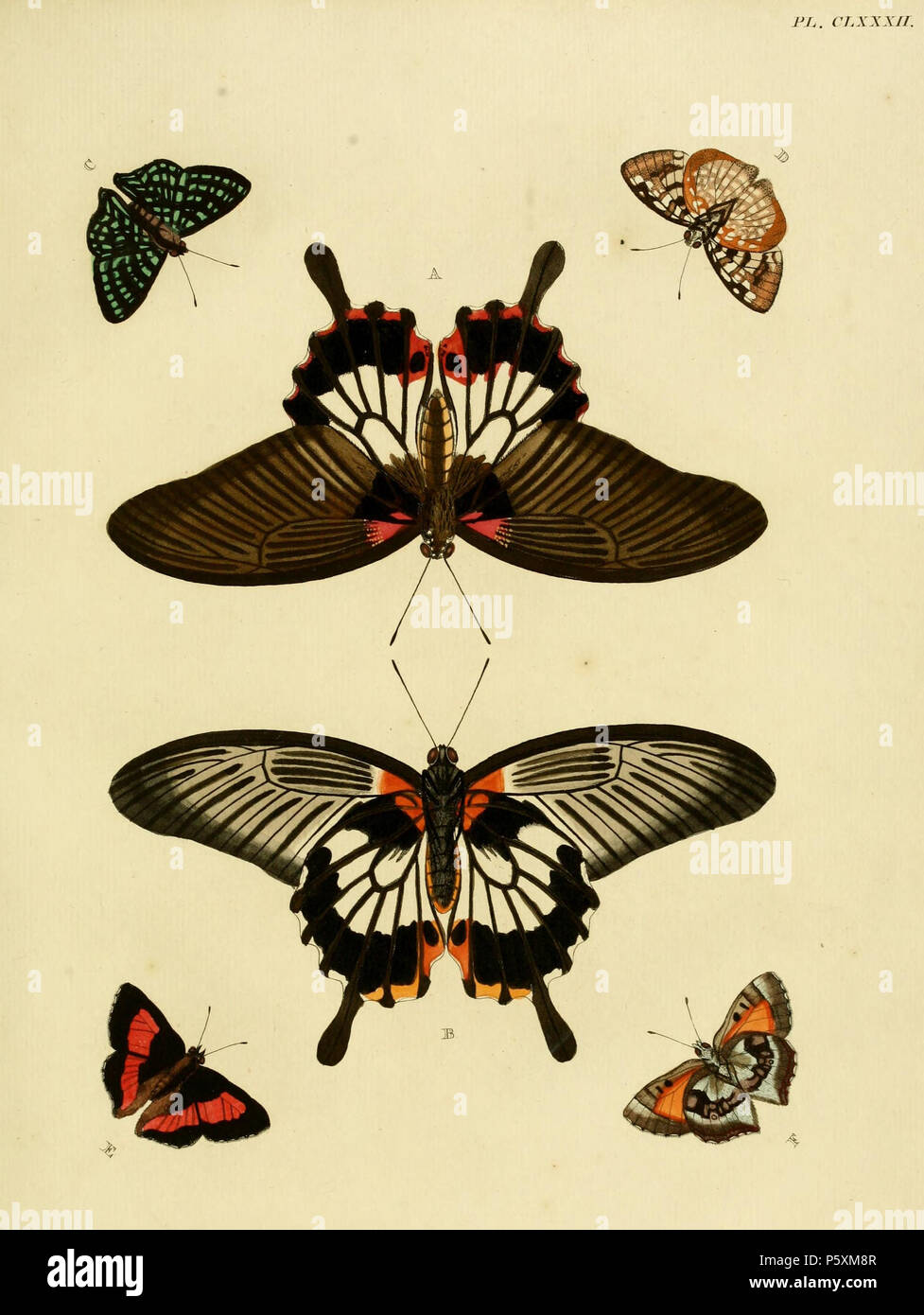 Papilio achates hi-res stock photography and images - Alamy