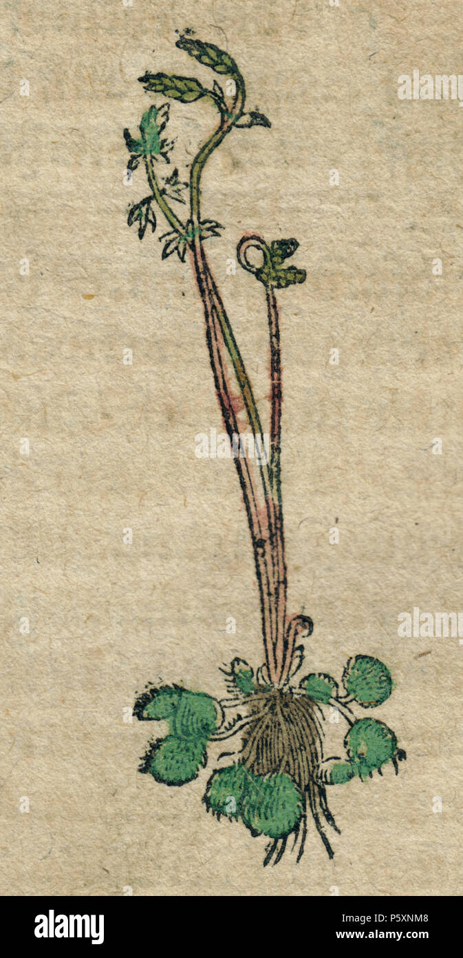 Carnivorous plant insectivorous drosera hi-res stock photography and ...