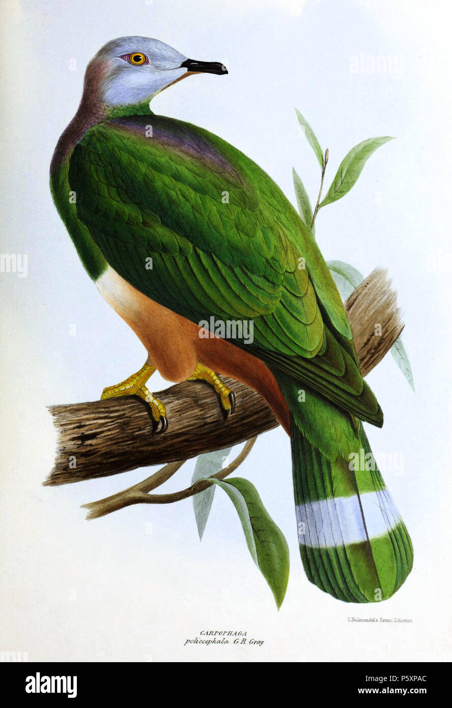 Ducula poliocephala hi-res stock photography and images - Alamy