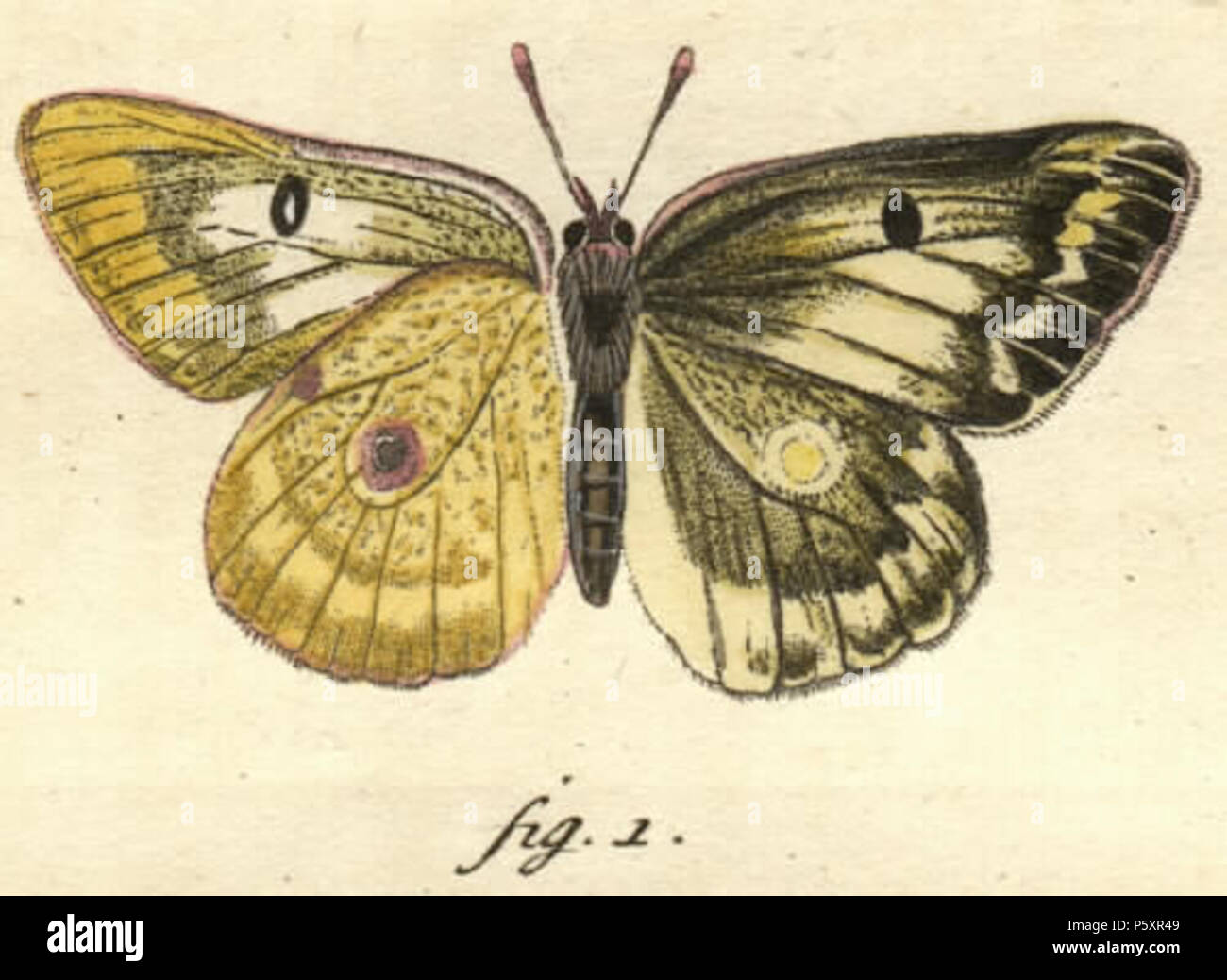 Eugenius hi-res stock photography and images - Alamy