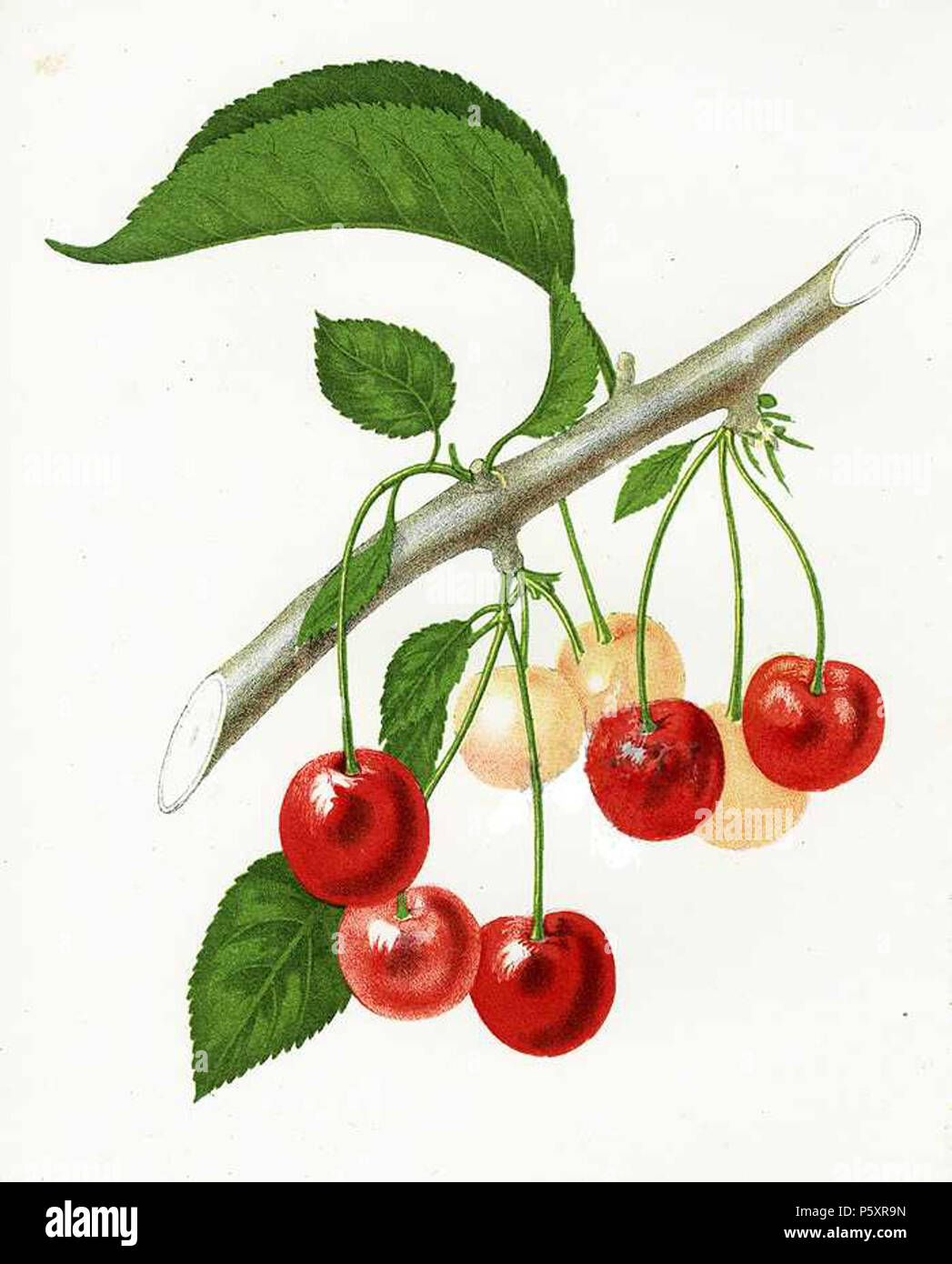 Cherry merchant hi-res stock photography and images - Alamy