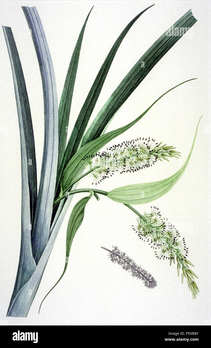 N/A. Collospermum hastatum, (Asteliaceae), 'Kahakaha'. Ink And ...