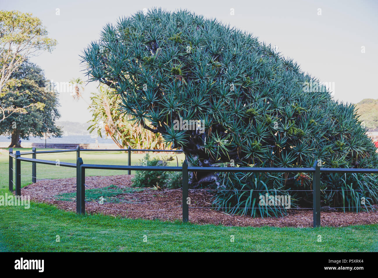 SYDNEY, AUSTRALIA - December 30th, 2014: fallen dragon blood tree in ...