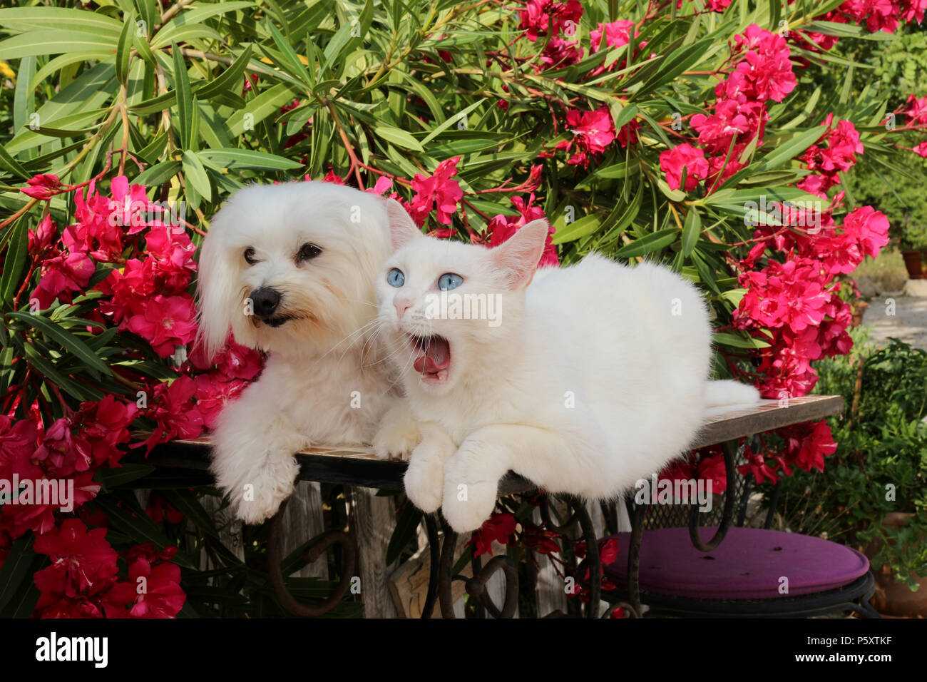 maltese dog and white cat lying on a table in front of a flowering ...