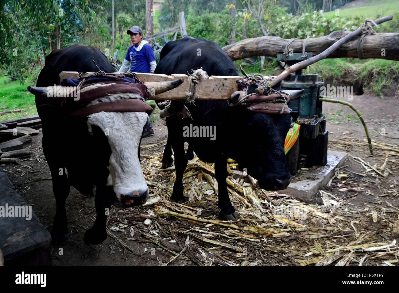 Making panela - sugarcane drink in SAPALACHE " Las Huaringas ...