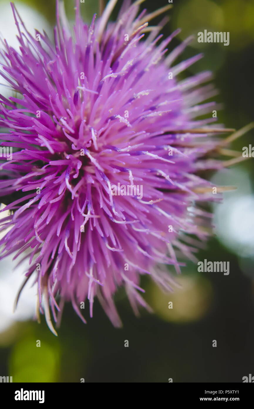 Lavender thistle hi-res stock photography and images - Alamy