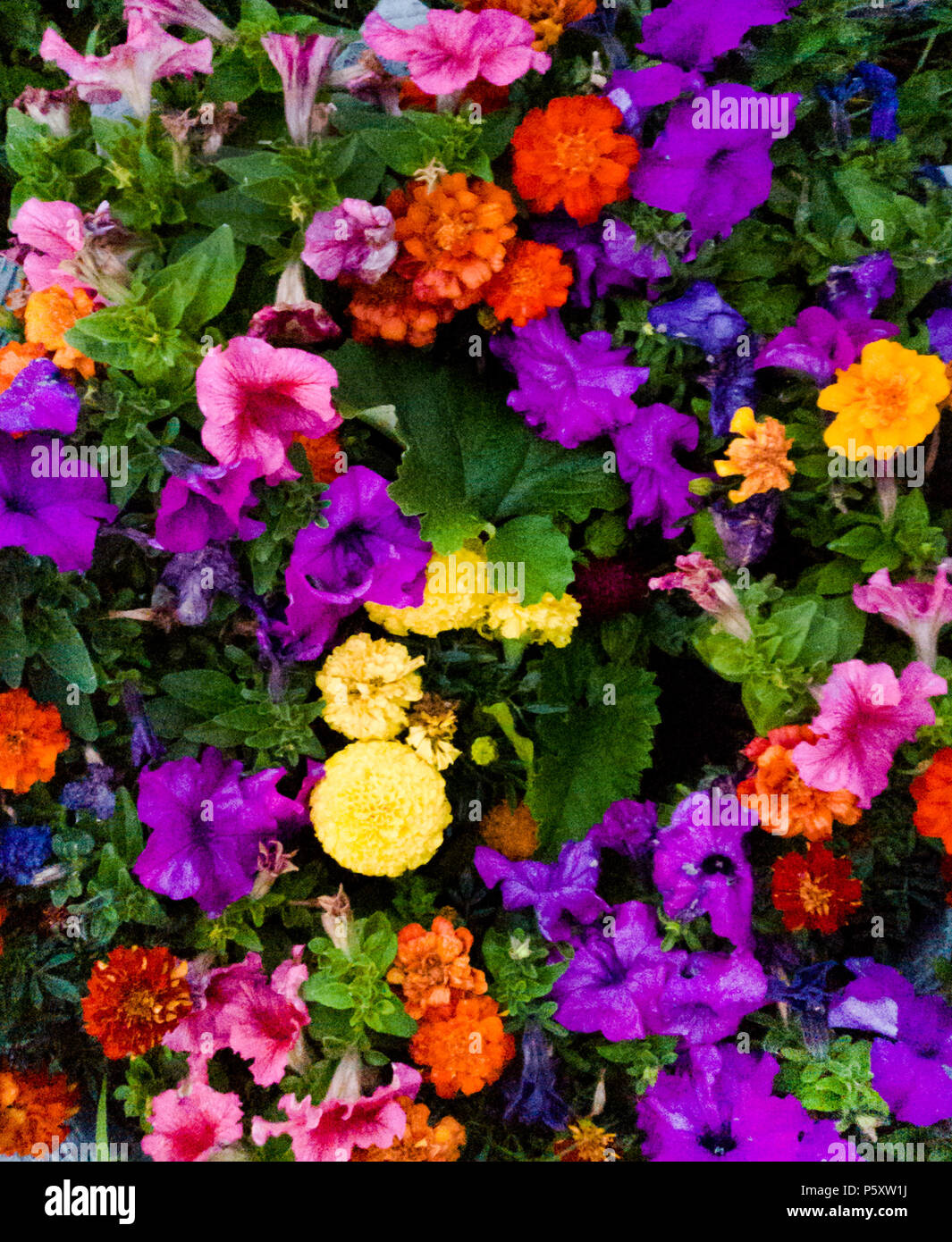 Varied cultivated flowers hi-res stock photography and images - Alamy