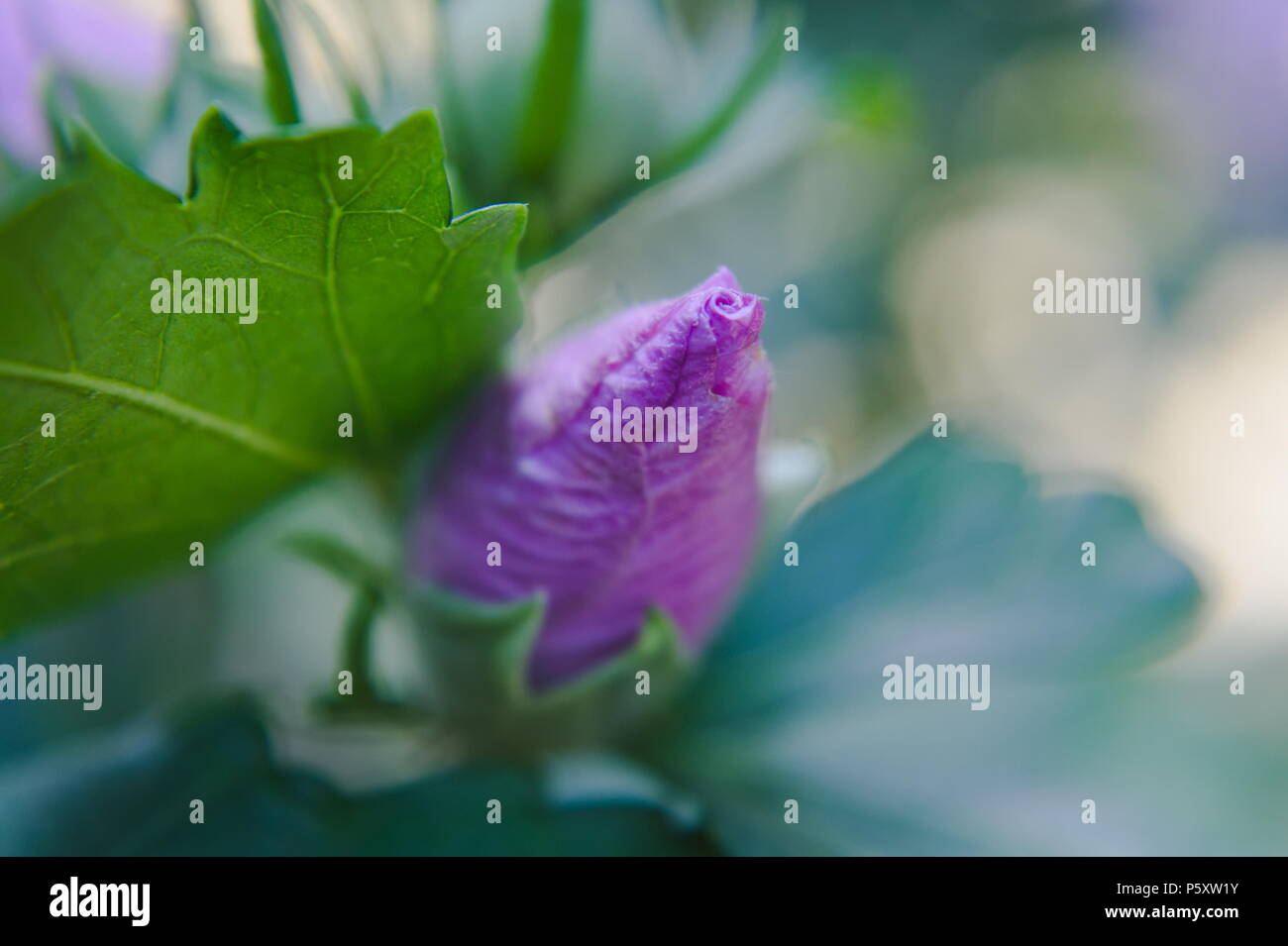 Lilac budding in spring hi-res stock photography and images - Alamy