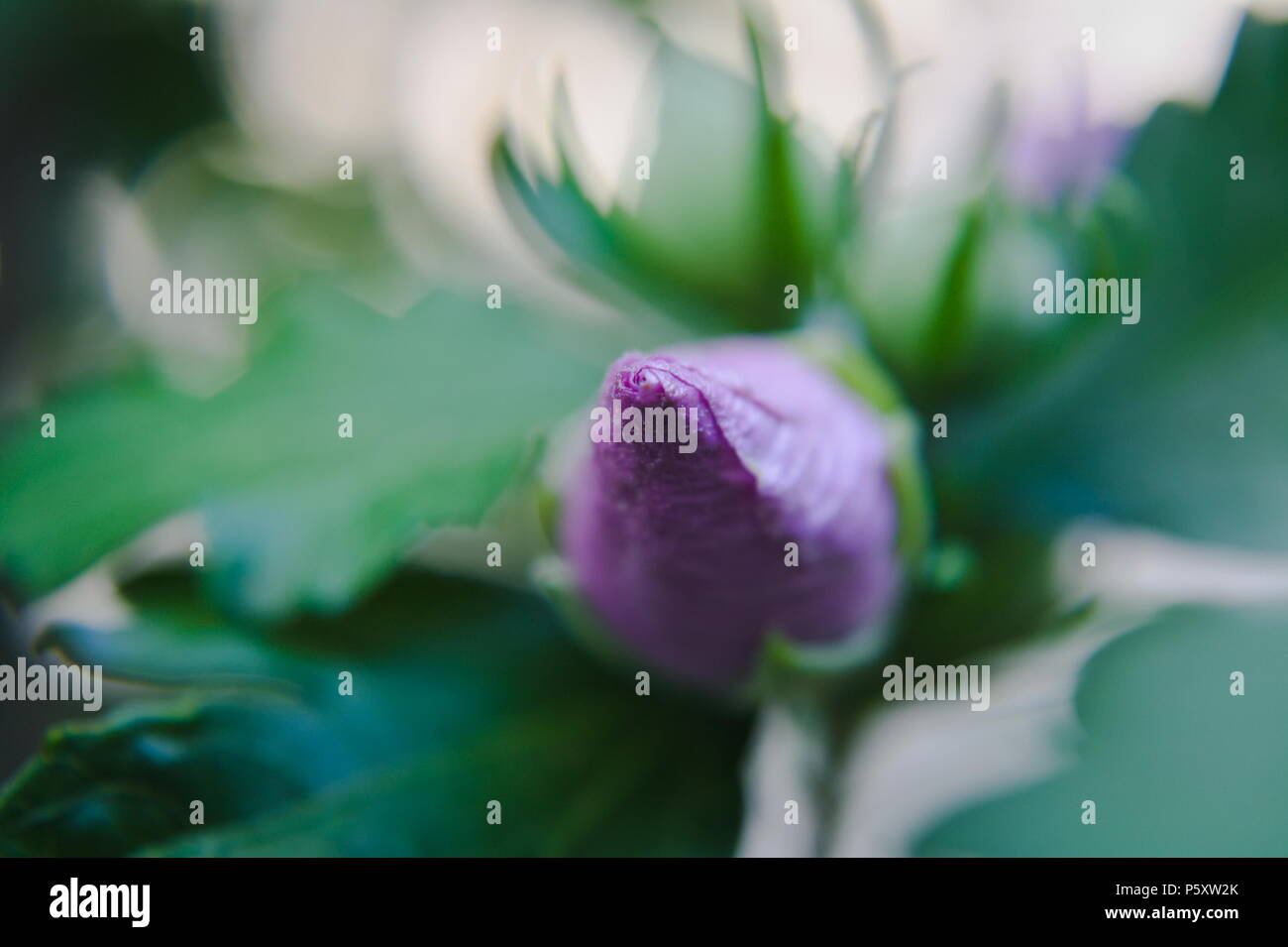 Lilac budding in spring hi-res stock photography and images - Alamy