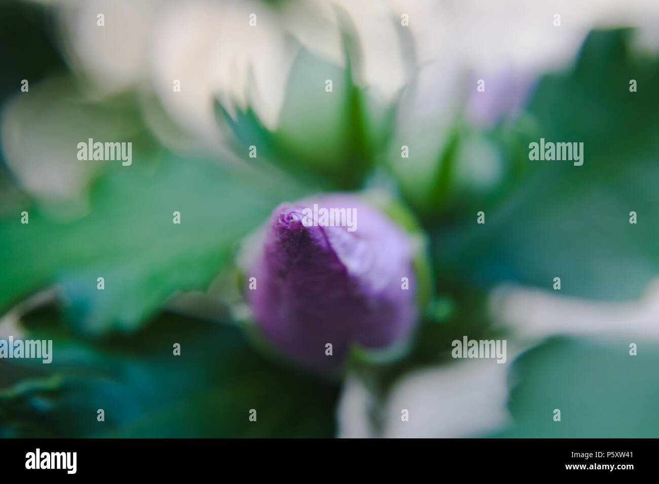 Budding hibiscus flowers, nestled in vibrant leaves Stock Photo - Alamy