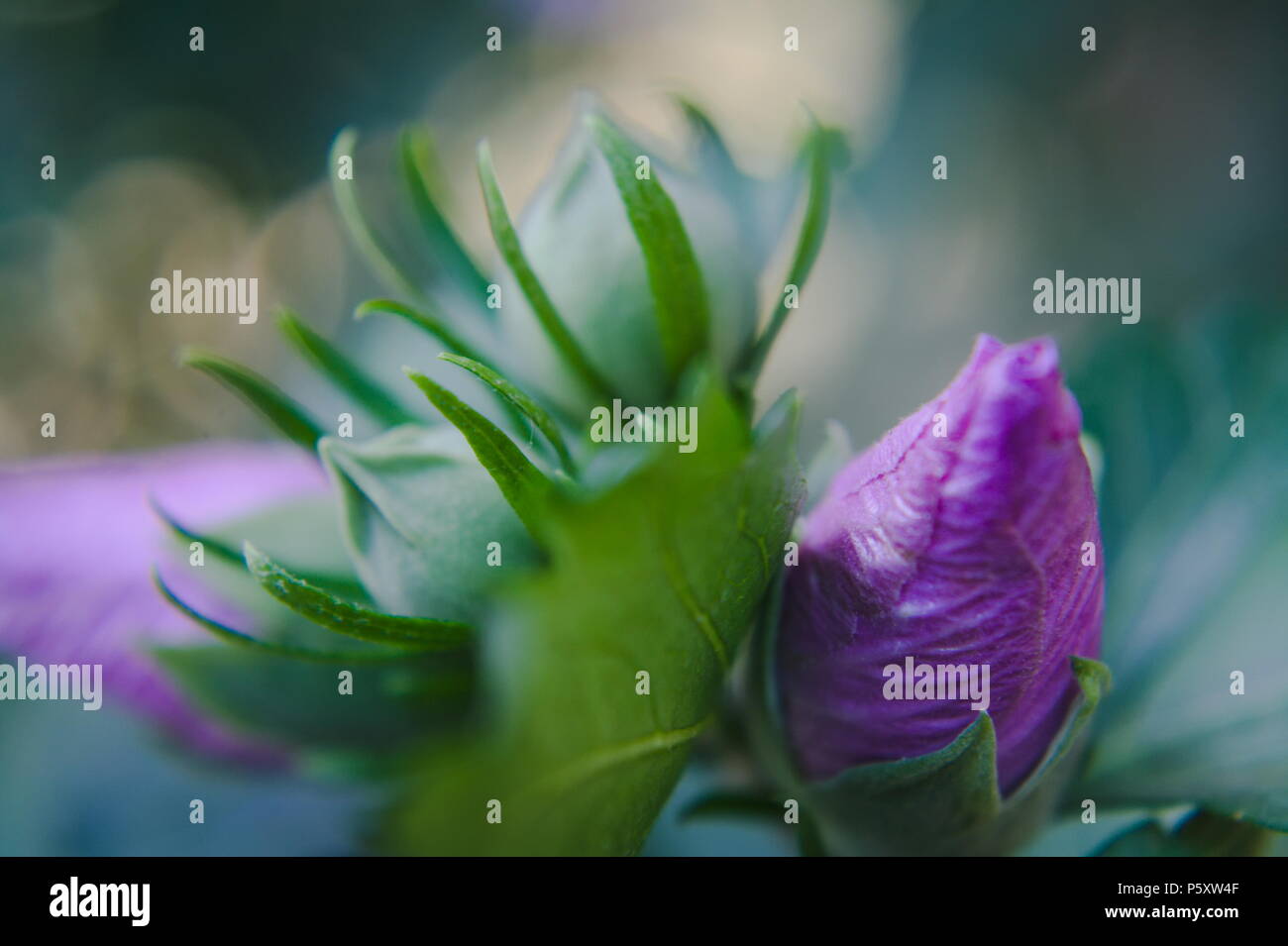Budding hibiscus flowers, nestled in vibrant leaves Stock Photo - Alamy