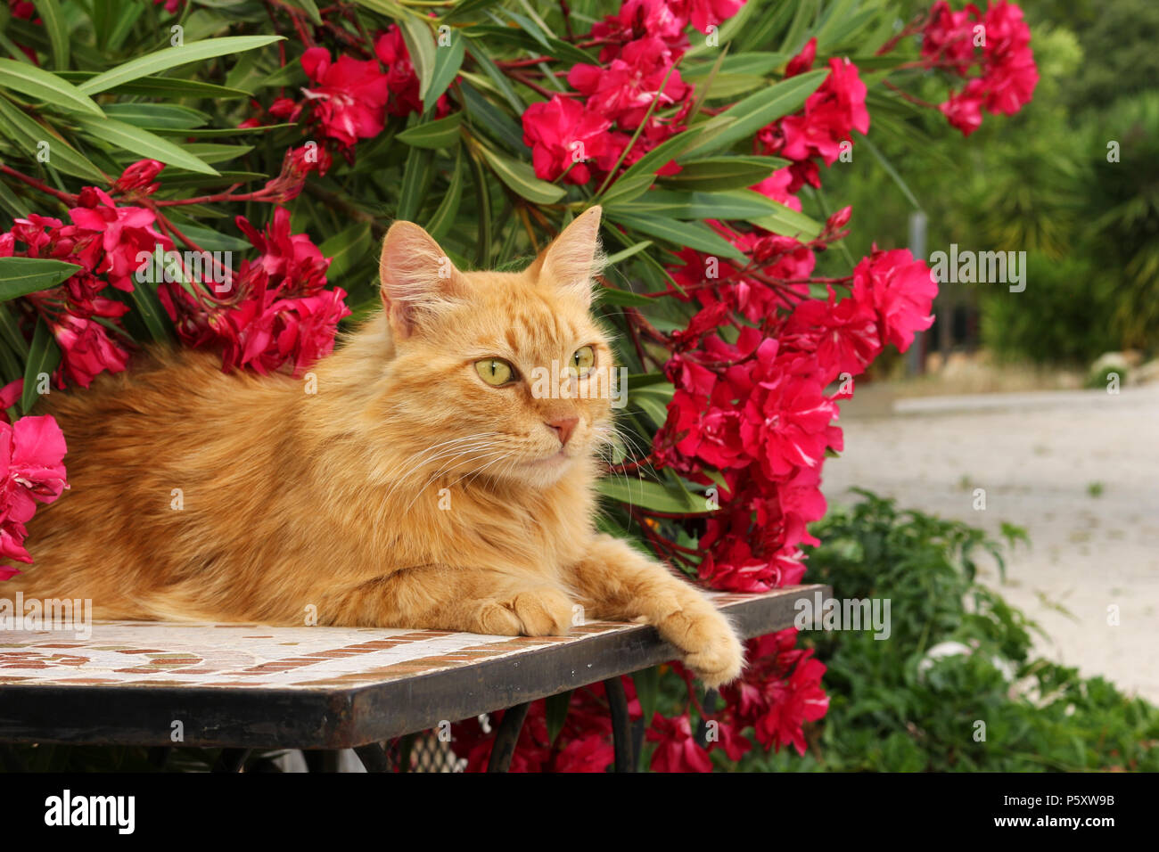 Ginger flowers hi-res stock photography and images - Alamy
