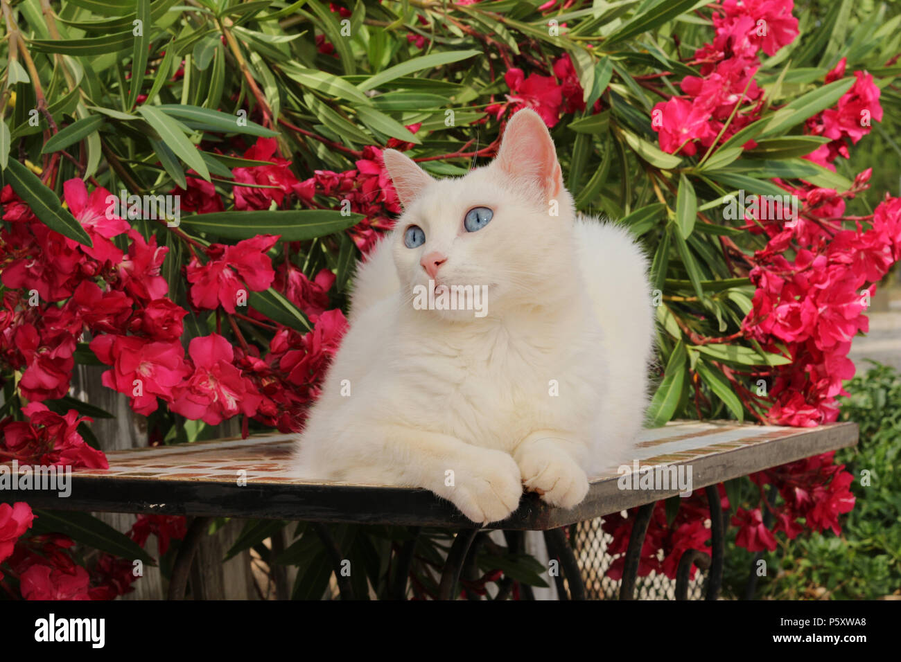 white cat lying on a table in front of flowering oleander Stock Photo ...