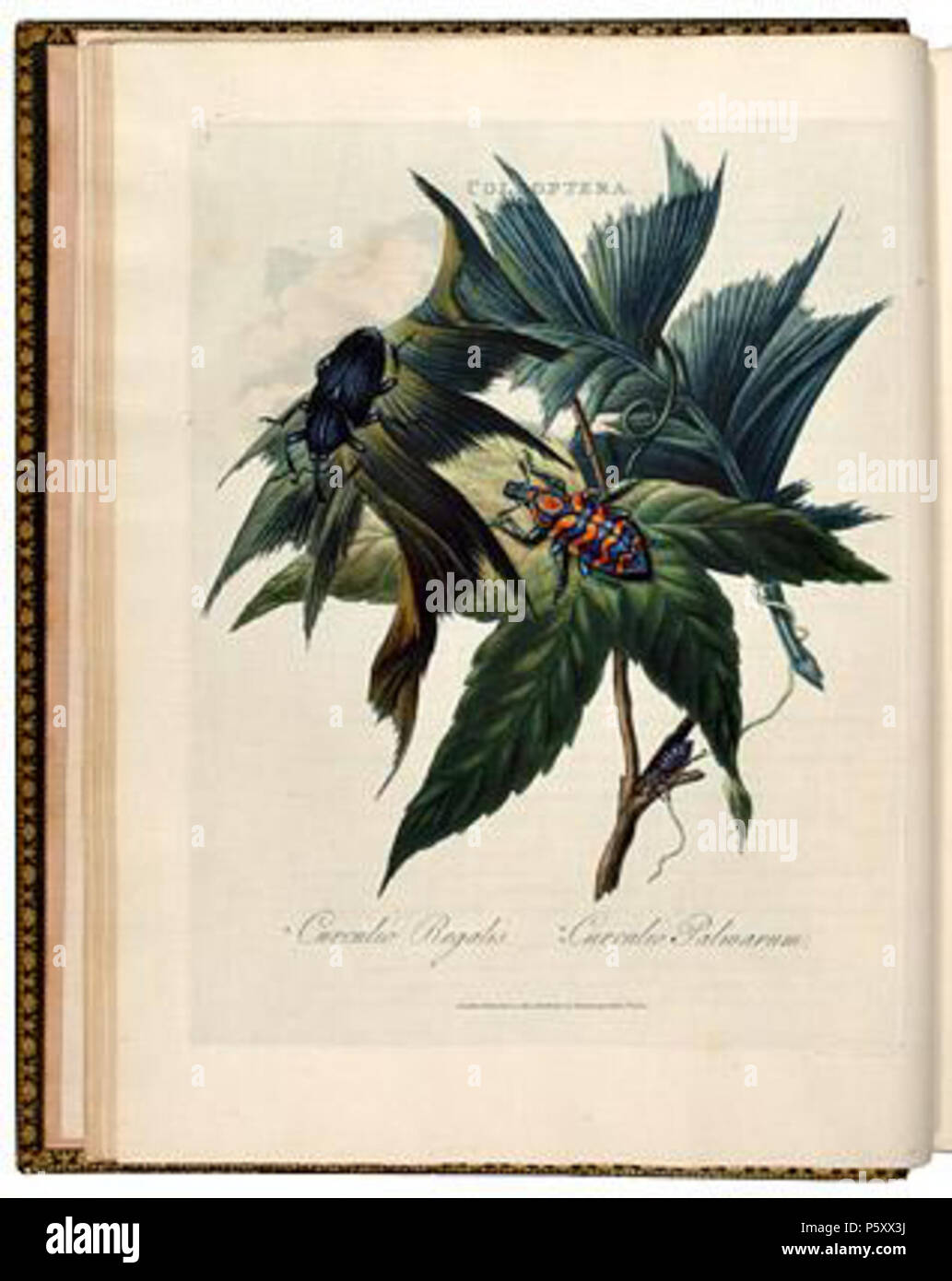 Book insects plate hi-res stock photography and images - Alamy