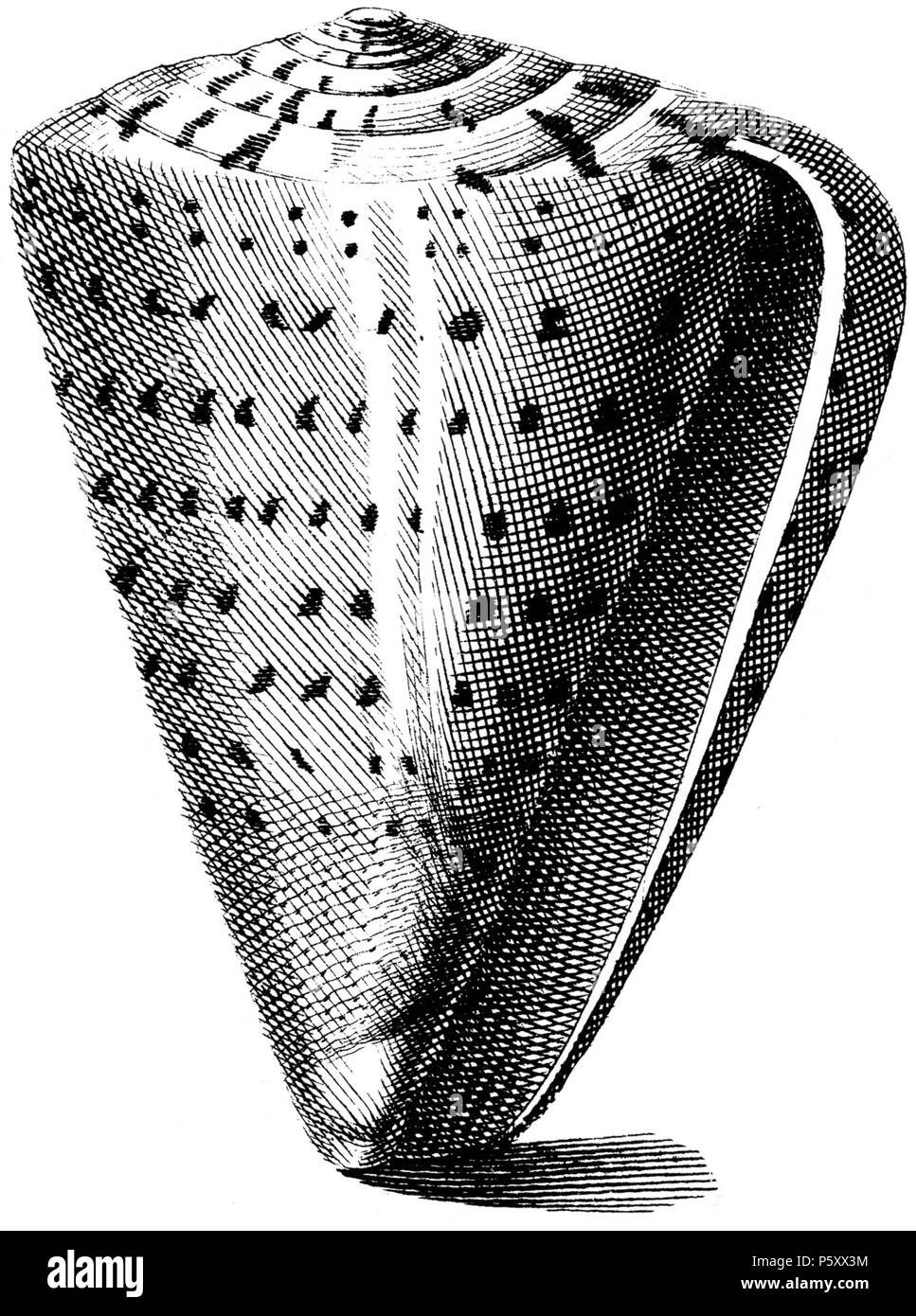 N/A. English: A drawing of a tropic snail Conus betulinus Linnaeus ...