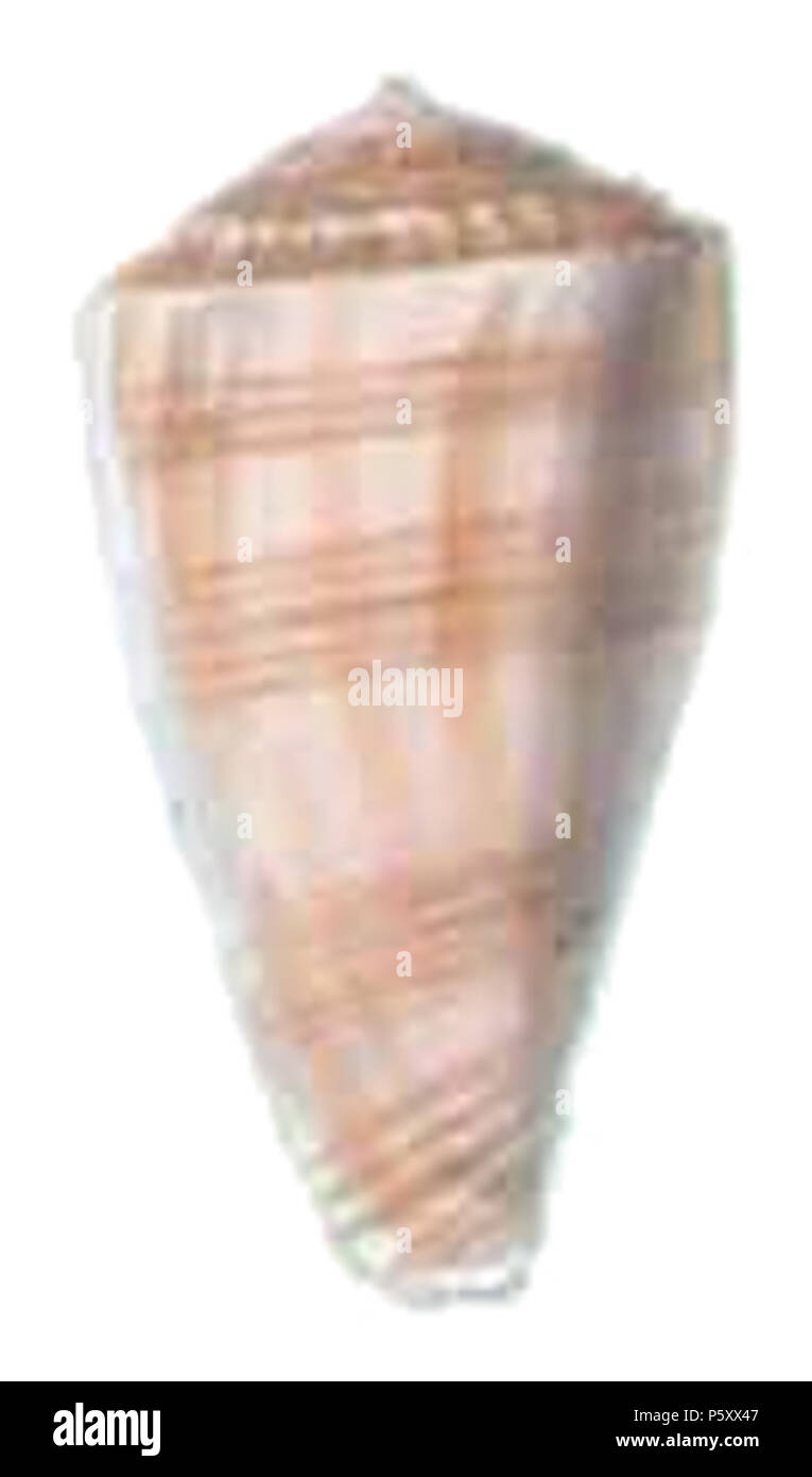 Conus to conus Cut Out Stock Images & Pictures - Alamy