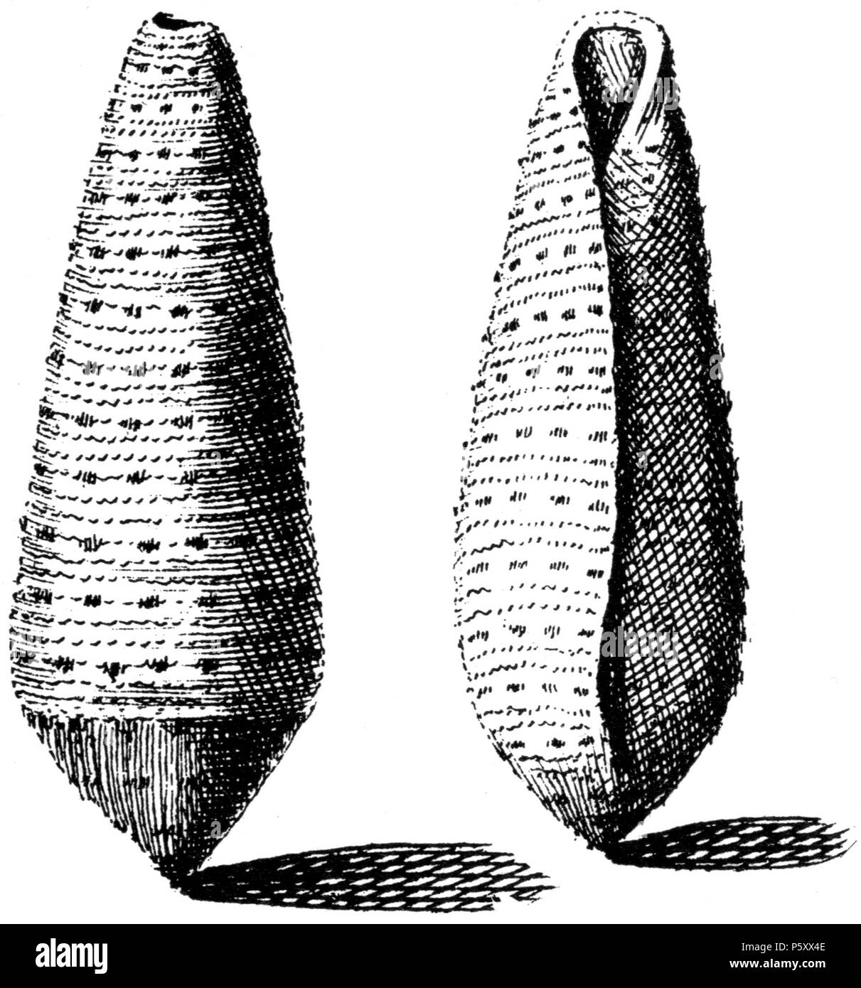 N/A. English: A drawing of Conus nussatella Linnaeus , 1758 : Conus ...