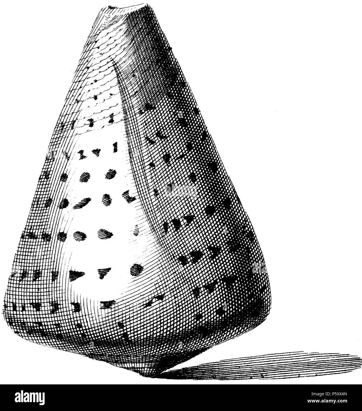 N/A. English: A drawing of a tropic snail Conus betulinus Linnaeus ...