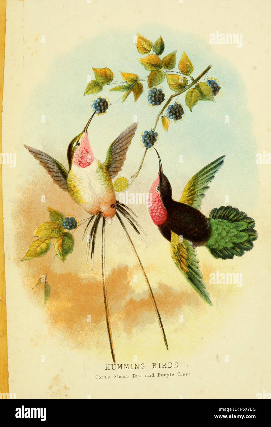 N/A. English: Hummingbirds by Mary and Elizabeth Kirby . 15 September ...