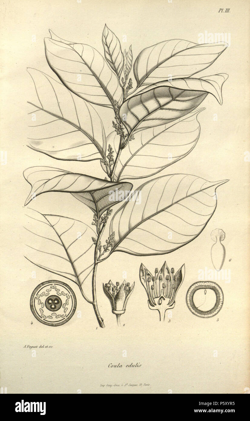 N/A. English: Plate illustrating Coula edulis - Adansonia, vol. 3: p ...
