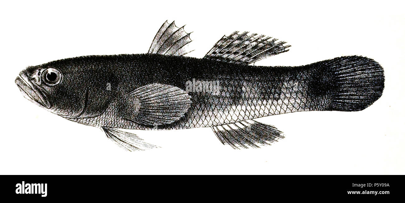 67 species Cut Out Stock Images & Pictures - Alamy